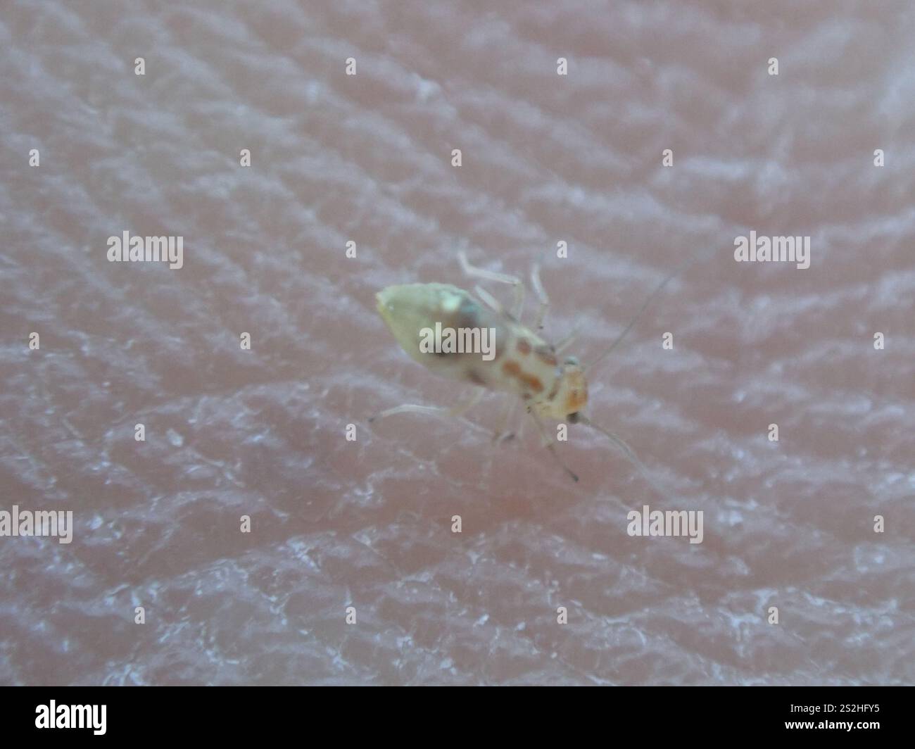 Barklice, Booklice, and Parasitic Lice (Psocodea Stock Photo - Alamy