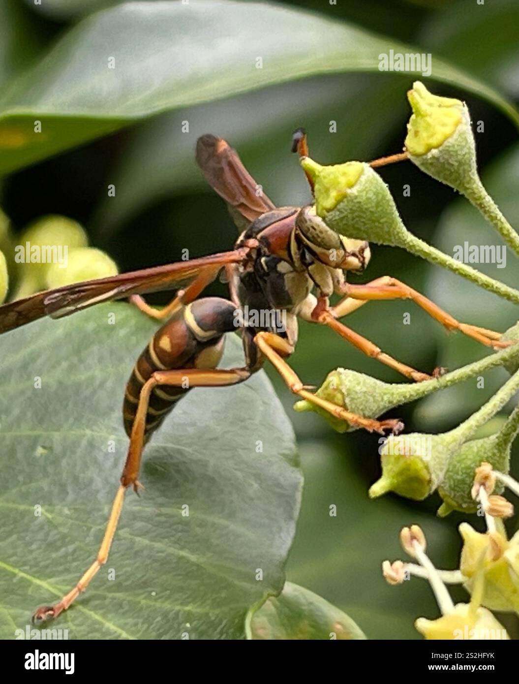 Northern Paper Wasp (Polistes fuscatus Stock Photo - Alamy