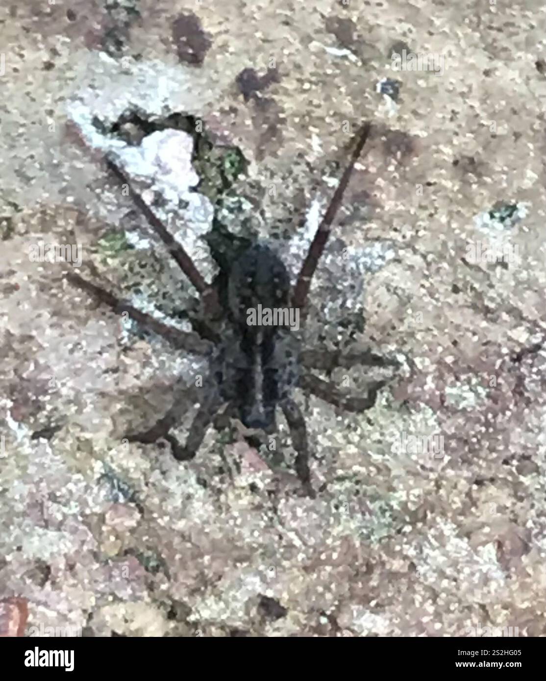 Rustic Wolf Spider (Trochosa ruricola Stock Photo - Alamy