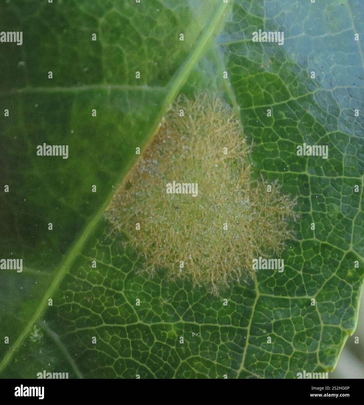 Mahoe Leafspot (Cephaleuros lagerheimii Stock Photo - Alamy