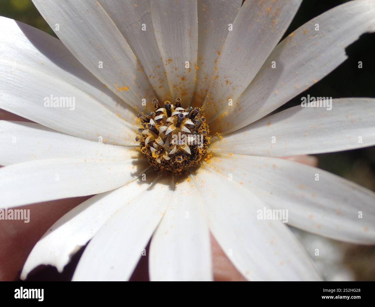 Cape marigold (Dimorphotheca sinuata Stock Photo - Alamy