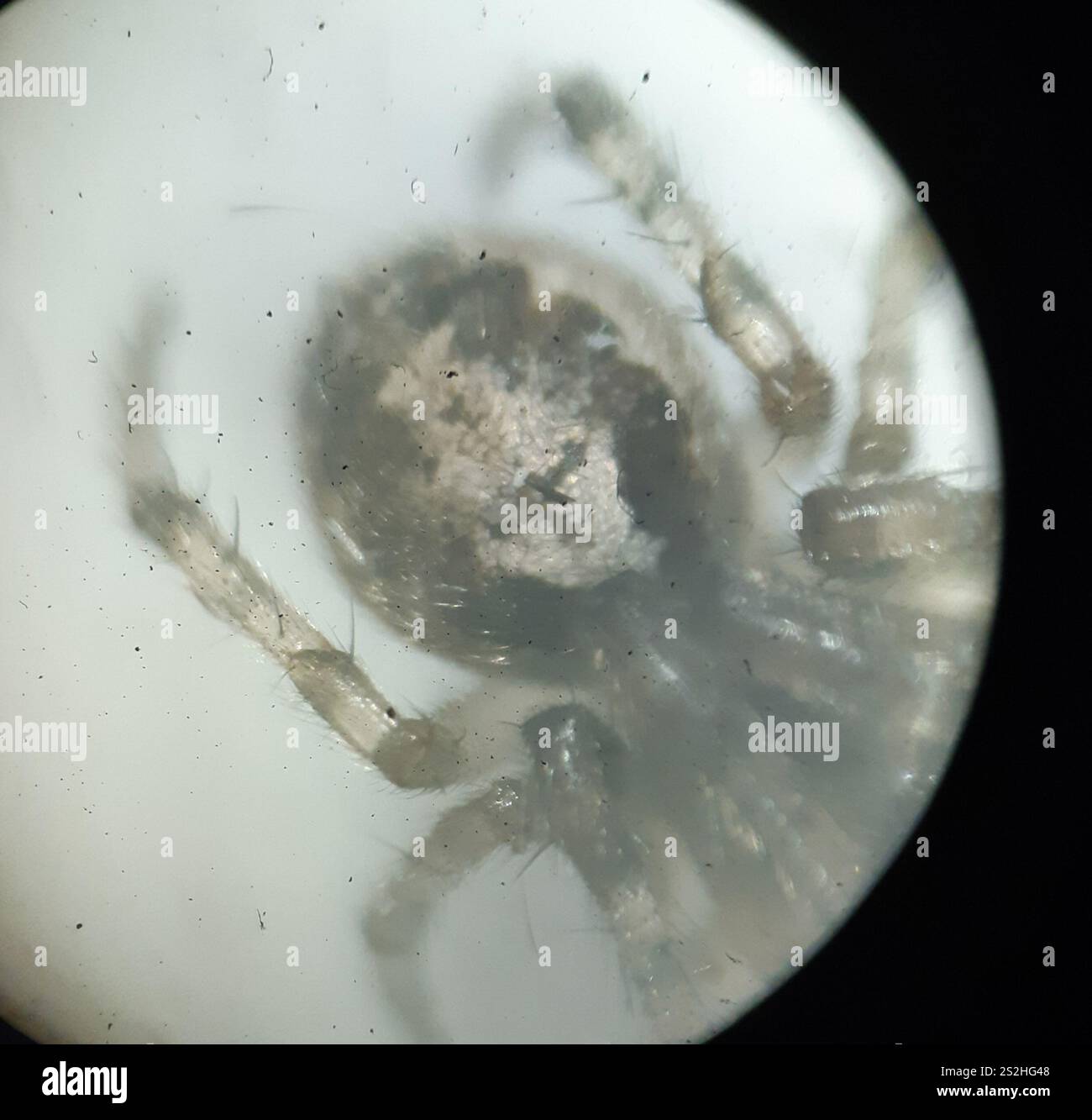 Silver-sided Sector Spider (Zygiella x-notata Stock Photo - Alamy