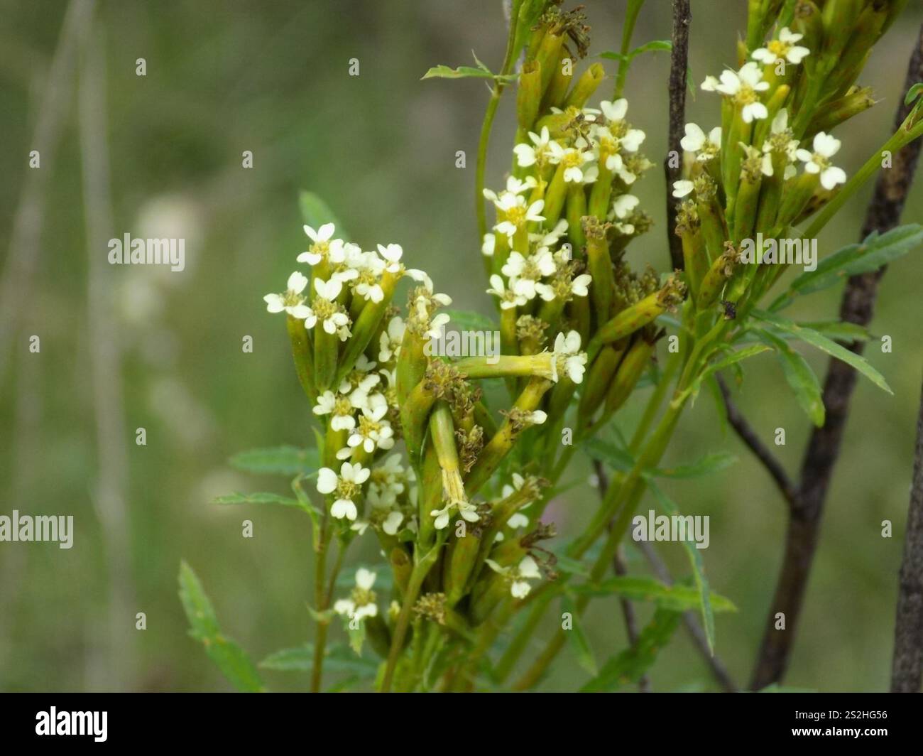 wild marigold (Tagetes minuta Stock Photo - Alamy
