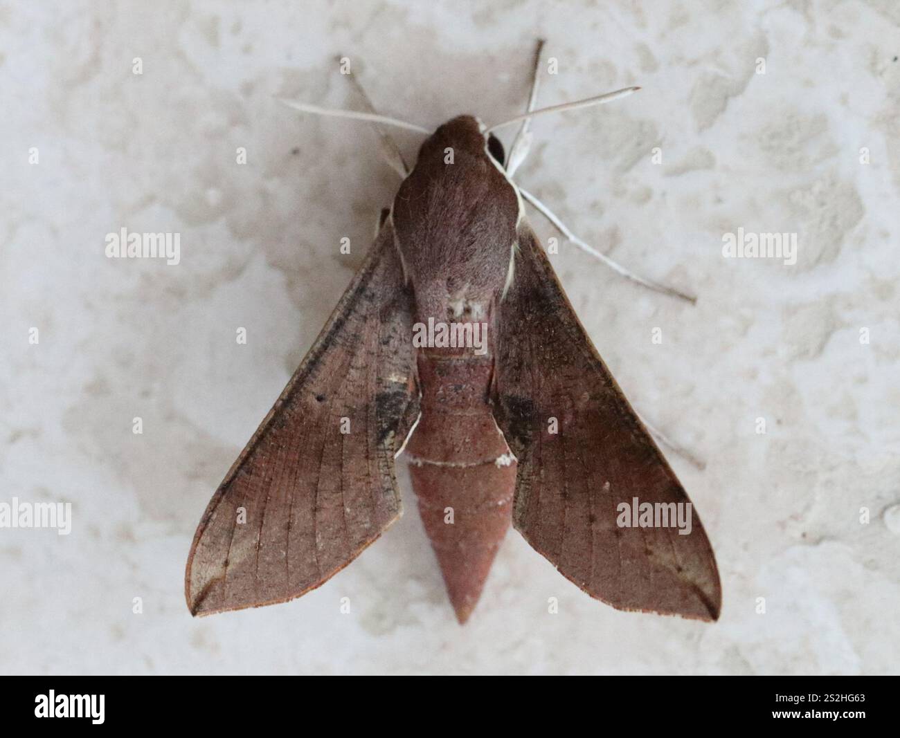 Coprosma Hawk Moth (Hippotion scrofa Stock Photo - Alamy