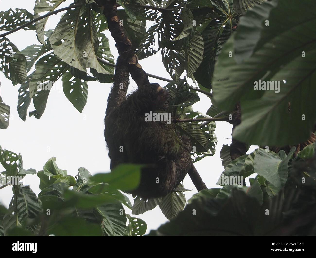 Brown-throated Three-toed Sloth (Bradypus variegatus Stock Photo - Alamy