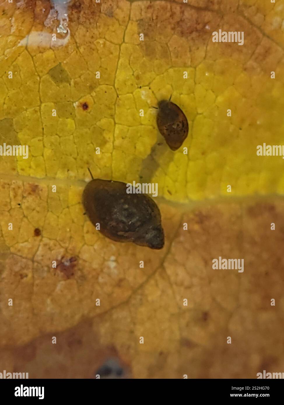 Pond Snails, Bladder Snails, and Allies (Lymnaeoidea Stock Photo - Alamy