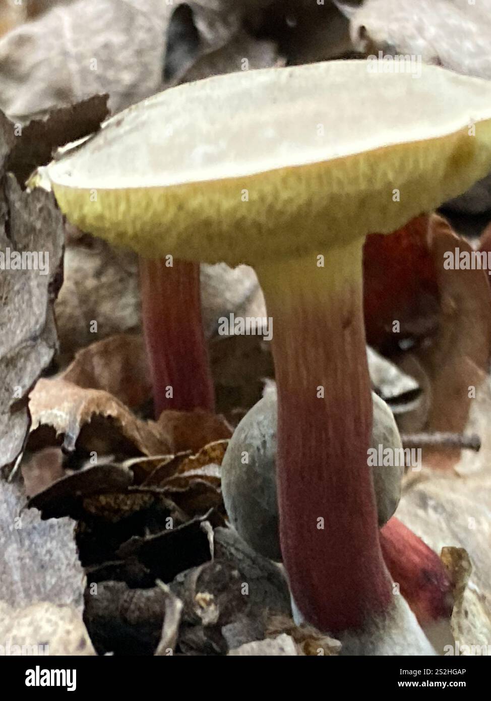 Red-cracking Bolete (Xerocomellus chrysenteron Stock Photo - Alamy