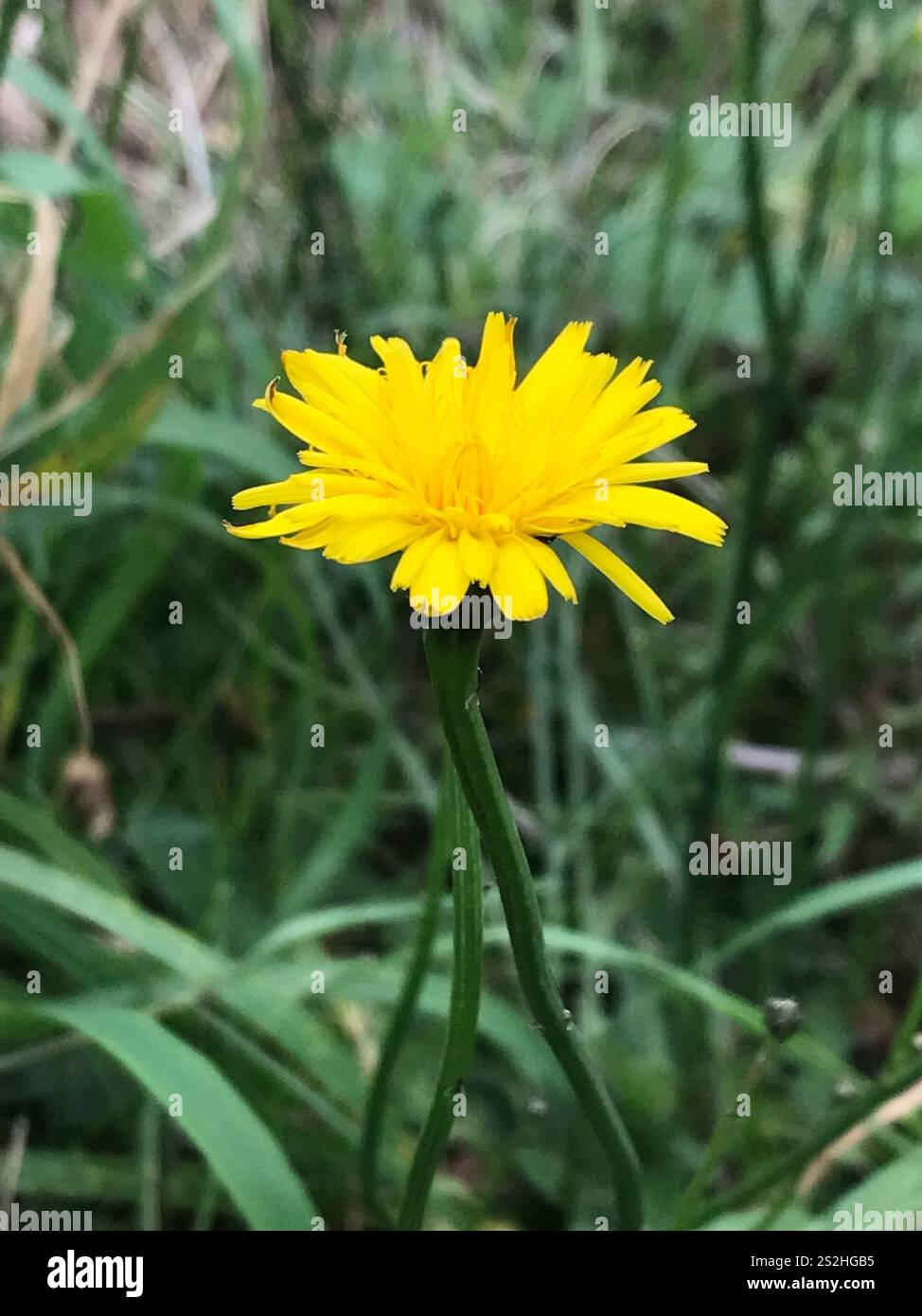 Common Cat's-ear (Hypochaeris radicata Stock Photo - Alamy