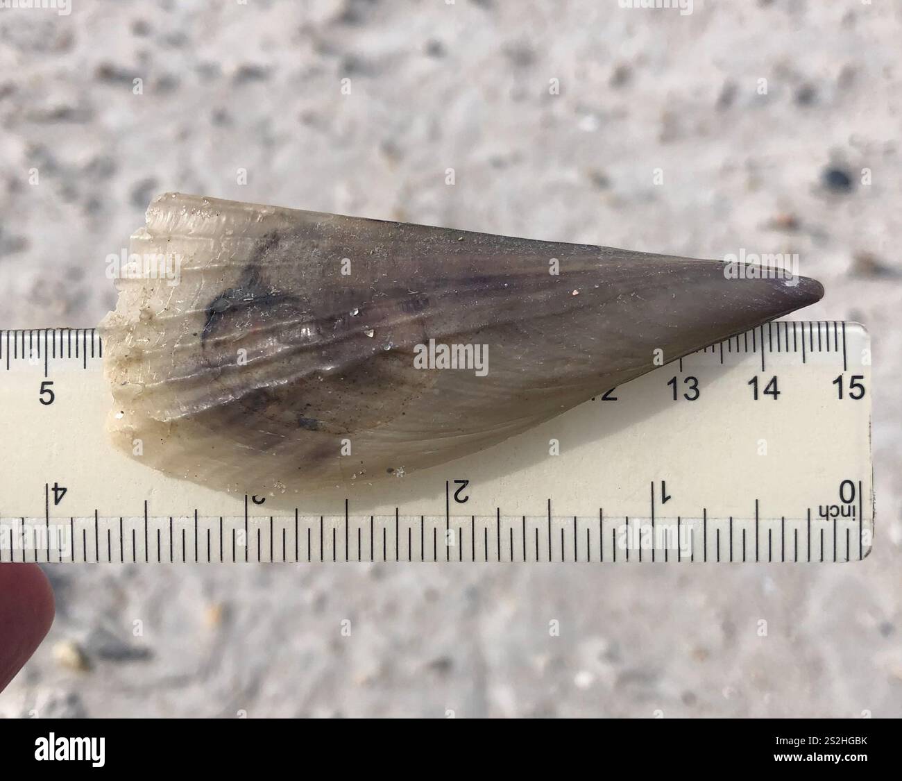 Atrina hi-res stock photography and images - Alamy