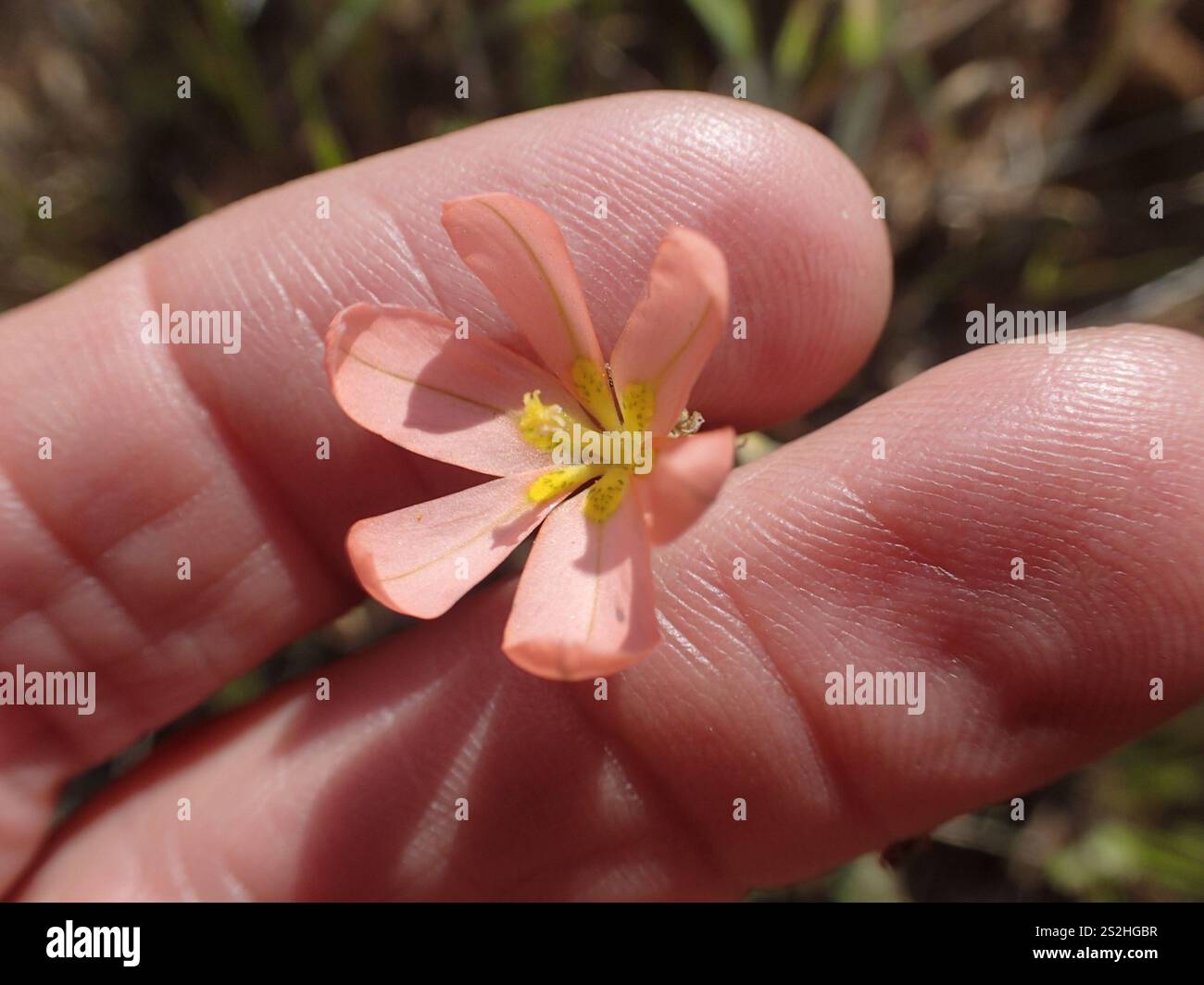 Two-leaved Cape tulip (Moraea miniata Stock Photo - Alamy