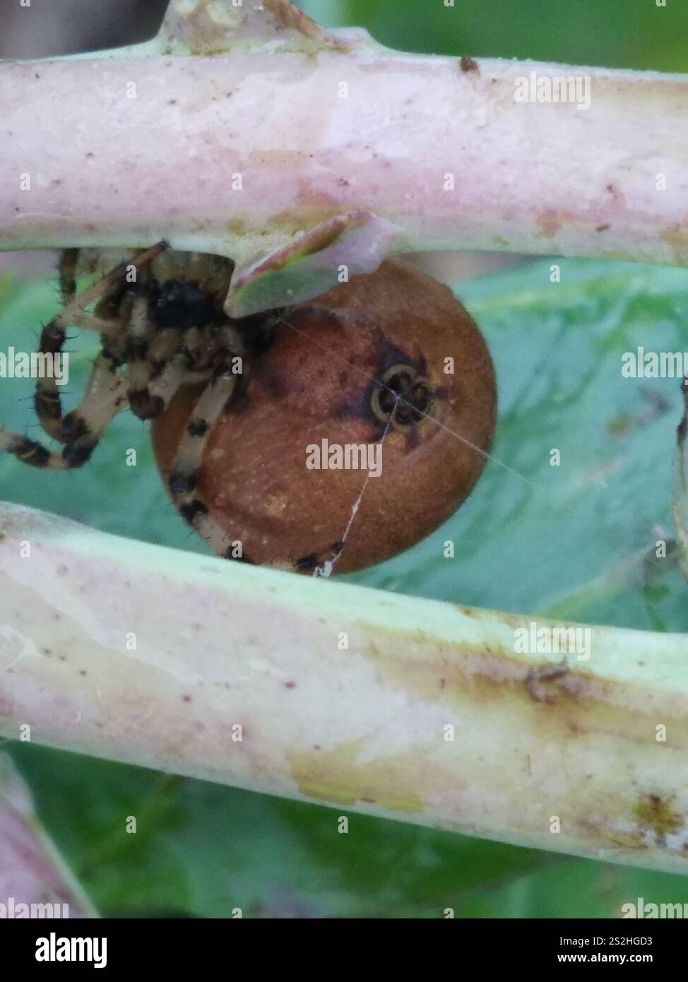 Four-spot Orbweaver (Araneus quadratus Stock Photo - Alamy