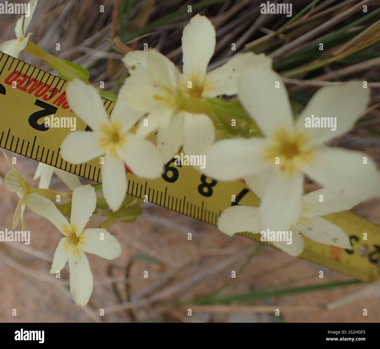 Exacoides hi-res stock photography and images - Alamy