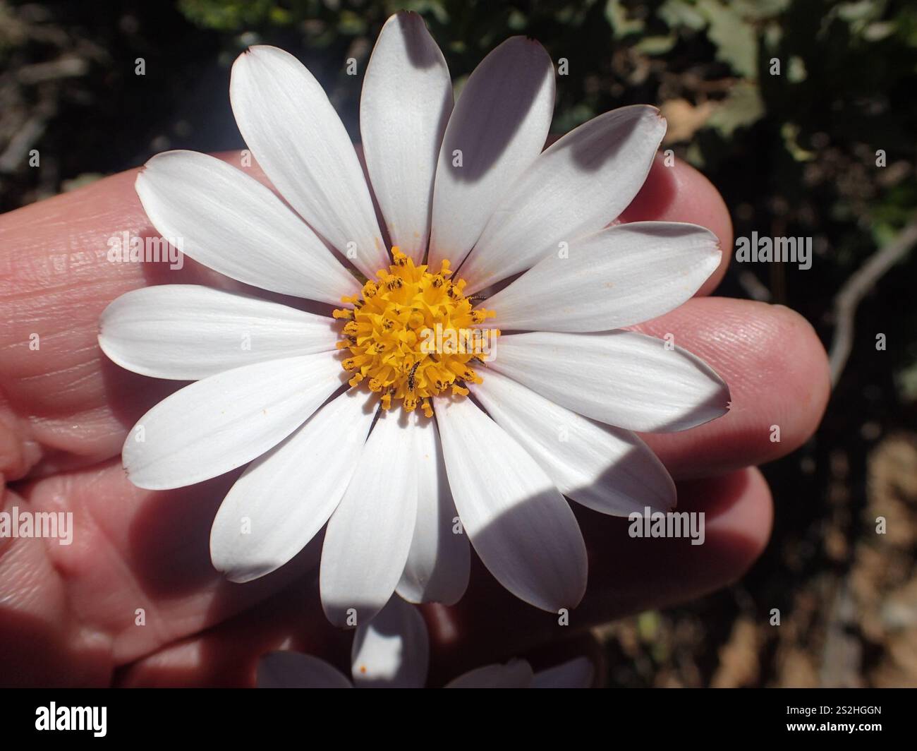 Sticky Rain Daisy (Dimorphotheca cuneata Stock Photo - Alamy
