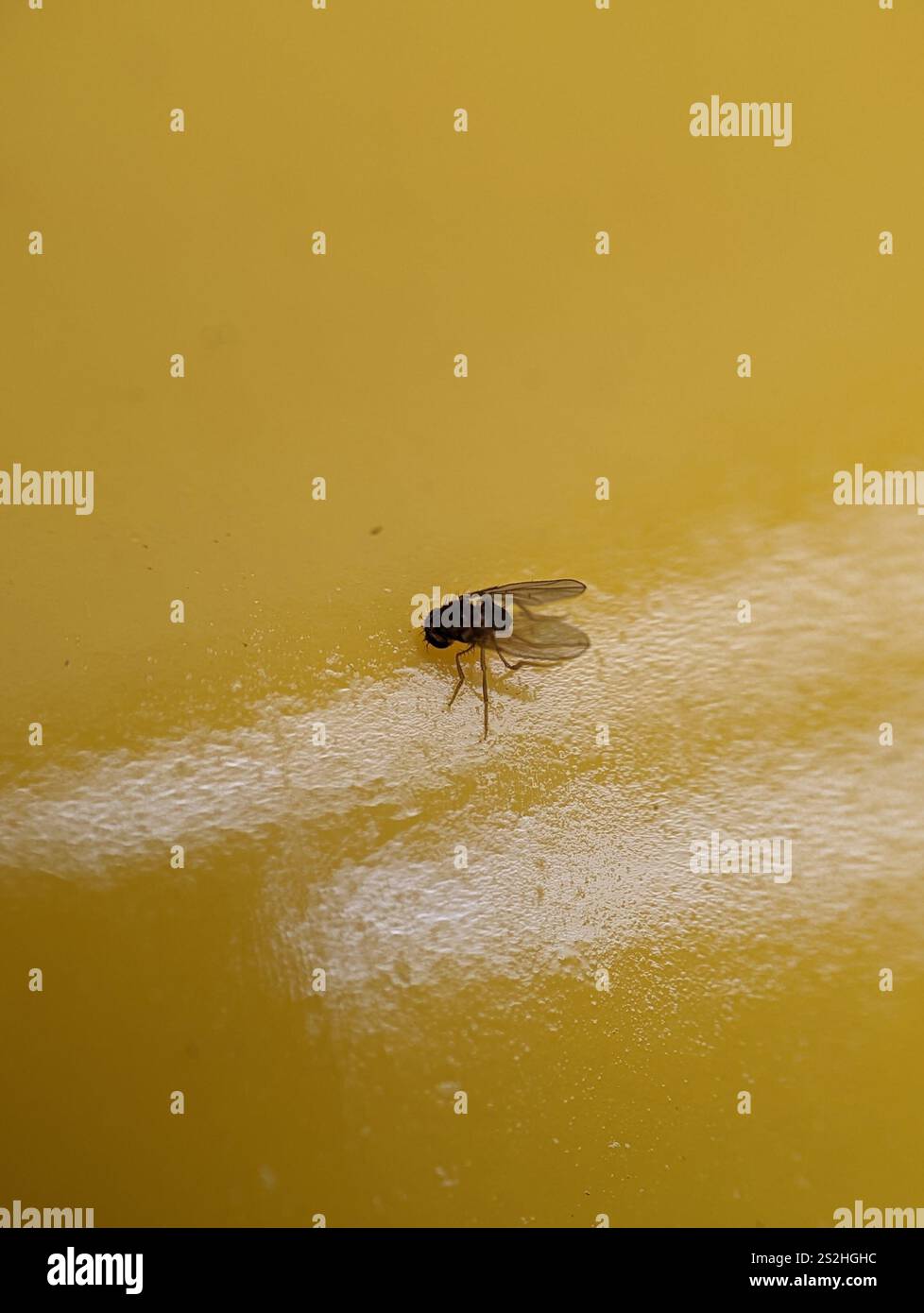 Small Fruit Flies (Drosophila Stock Photo - Alamy