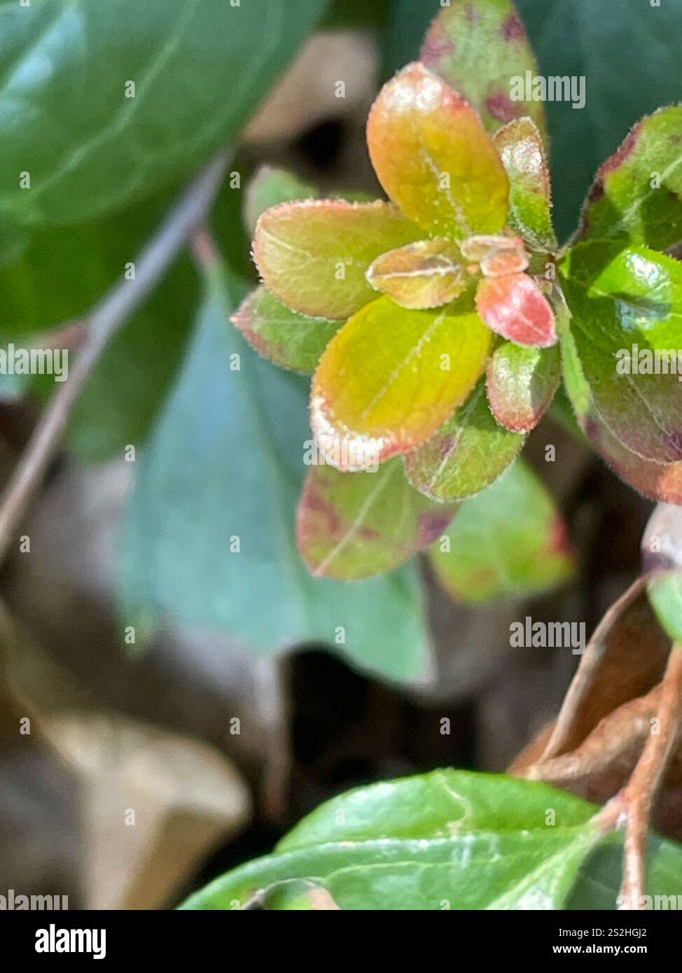 dwarf huckleberry (Gaylussacia dumosa Stock Photo - Alamy