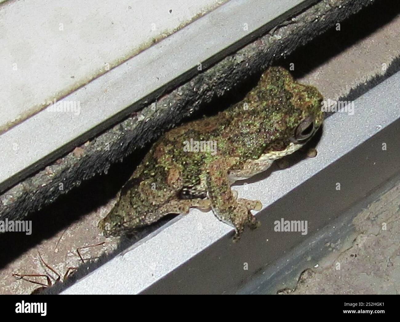 Nova Friburgo Tree Frog (Dendropsophus microps Stock Photo - Alamy