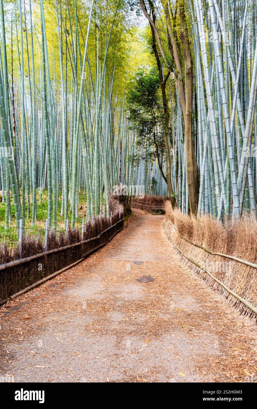 The path through Arashiyama Bamboo Forest, one of the top tourist ...