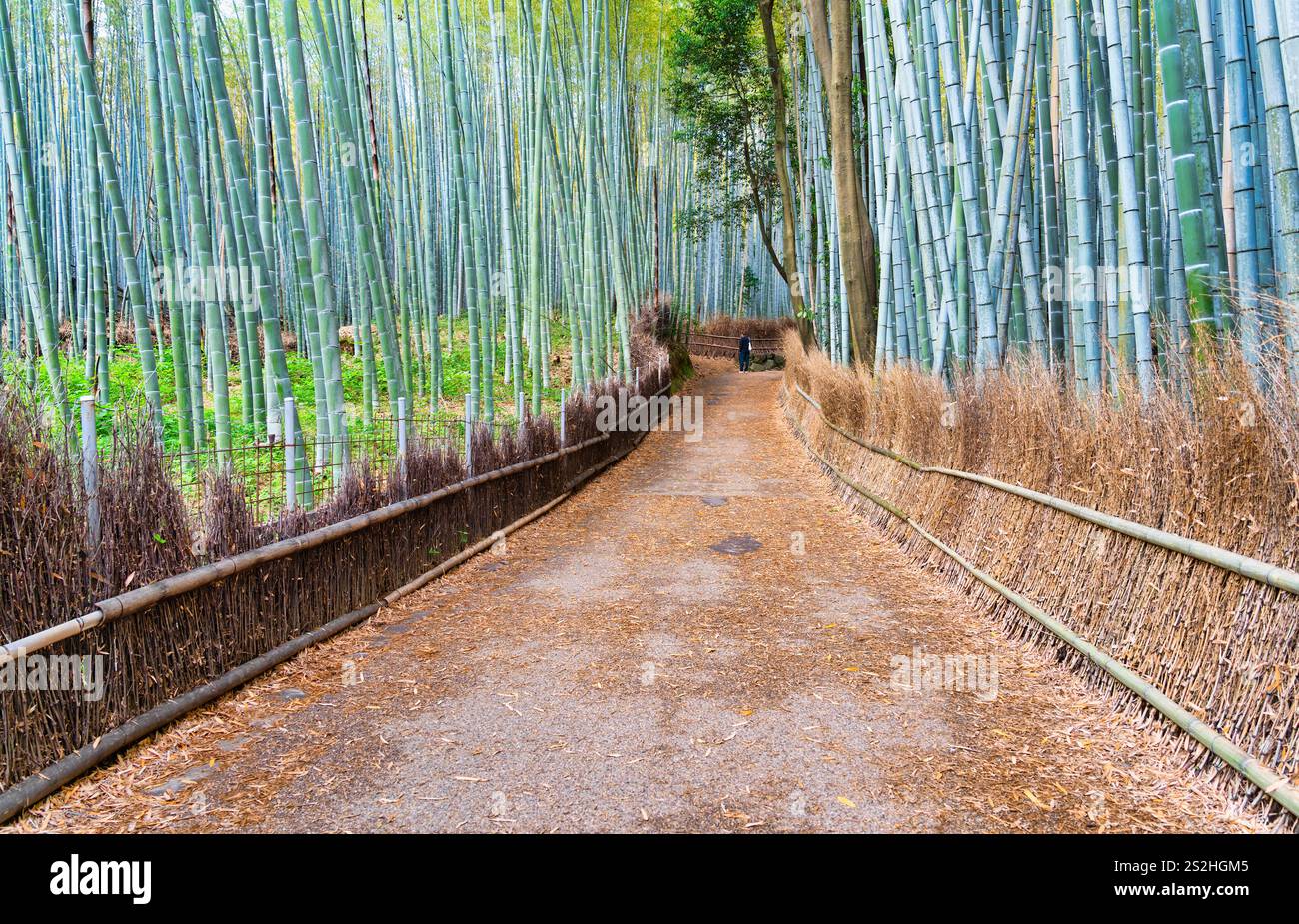 The path through Arashiyama Bamboo Forest, one of the top tourist ...
