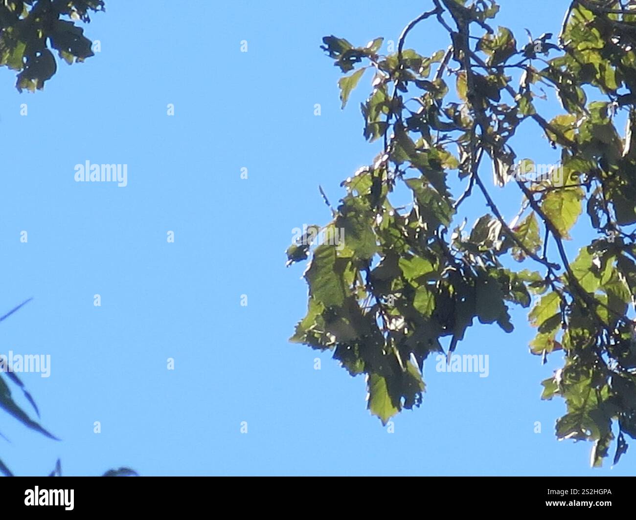 swamp chestnut oak (Quercus michauxii Stock Photo - Alamy