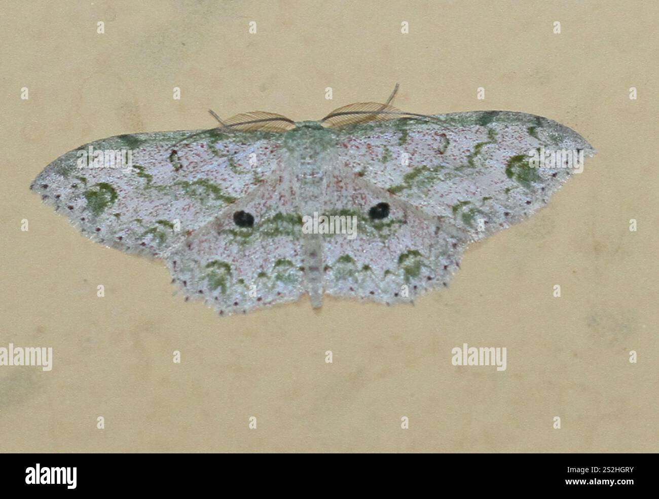 Geometer Moths (Geometridae Stock Photo - Alamy