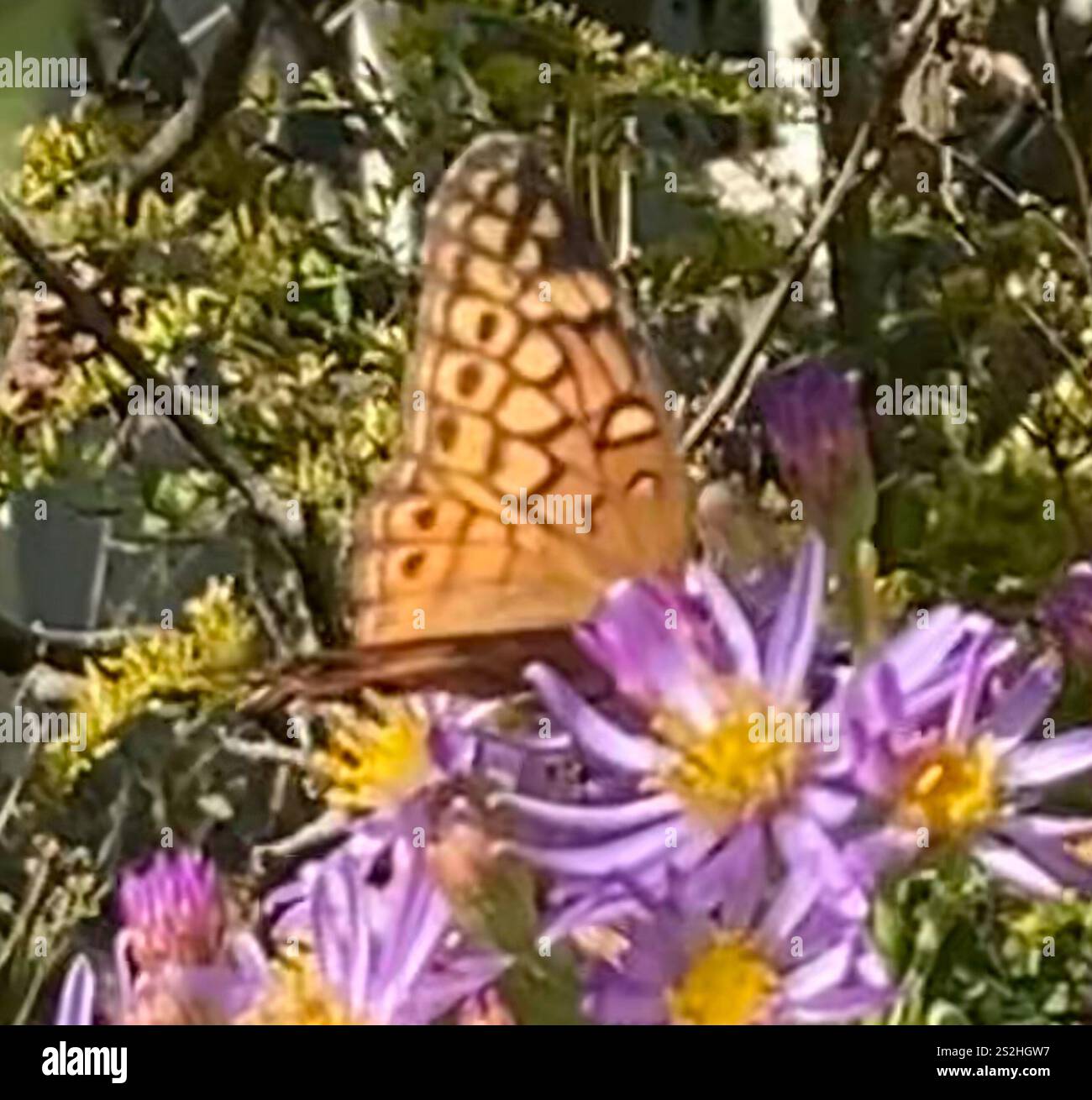Variegated Fritillary (Euptoieta claudia Stock Photo - Alamy