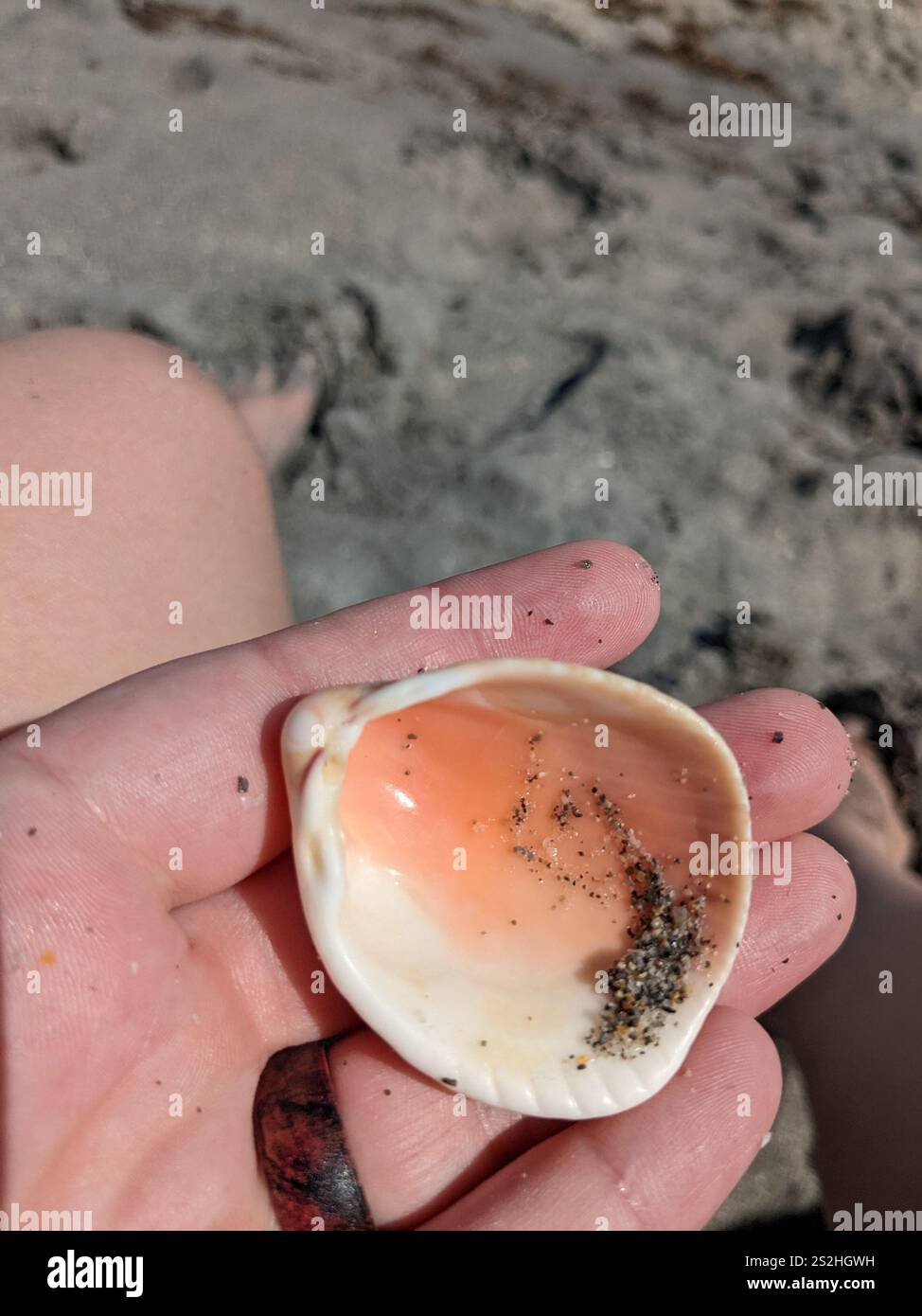 Florida Prickly Cockle (Trachycardium egmontianum Stock Photo - Alamy