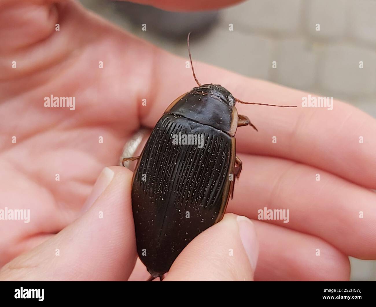 King Diving-beetle (Dytiscus dimidiatus Stock Photo - Alamy