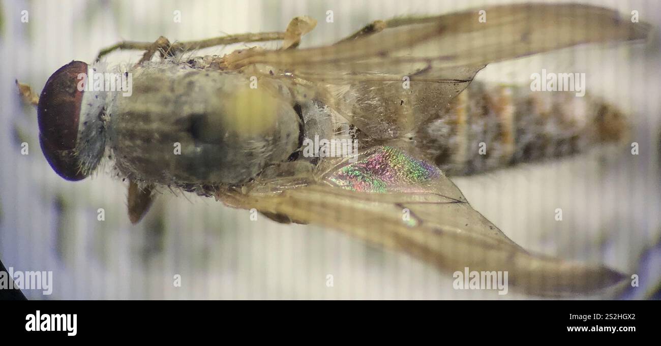 Stiletto Flies (Therevidae Stock Photo - Alamy