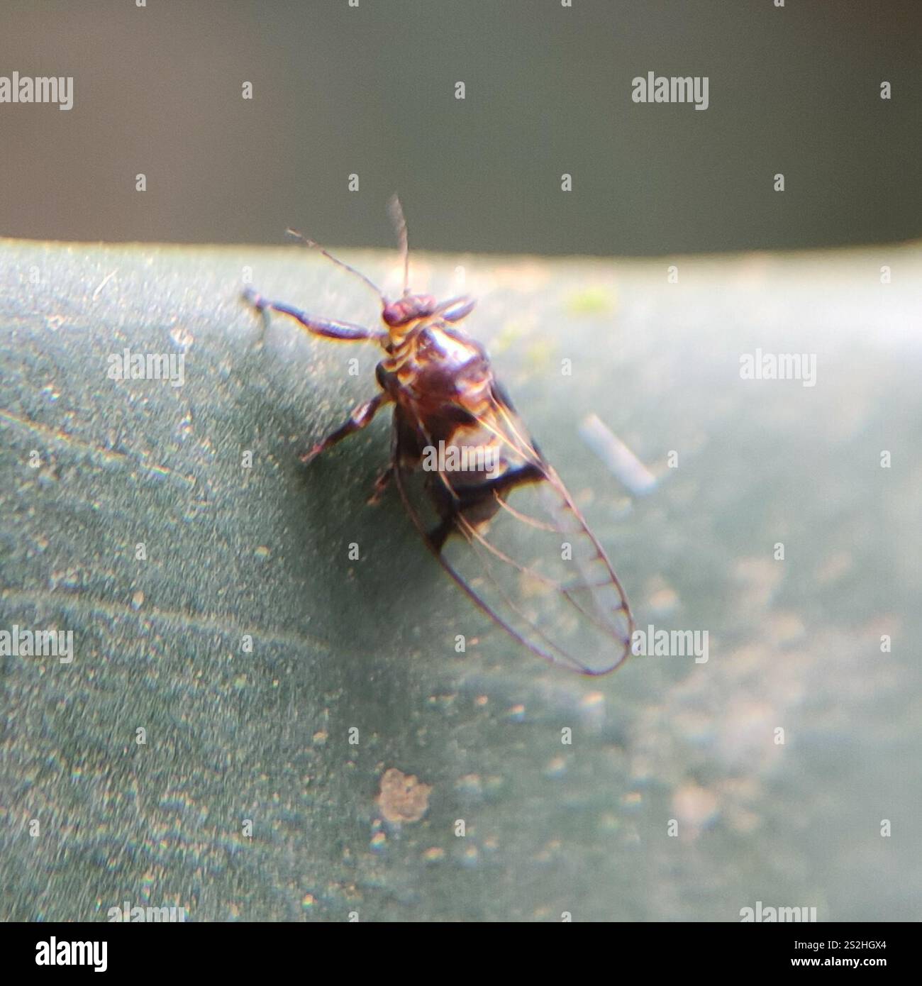 True Bugs, Hoppers, Aphids, and allies (Hemiptera Stock Photo - Alamy