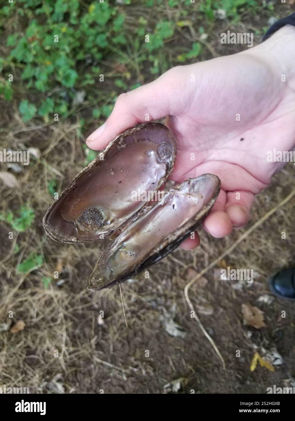 Eastern Elliptio (Elliptio complanata Stock Photo - Alamy