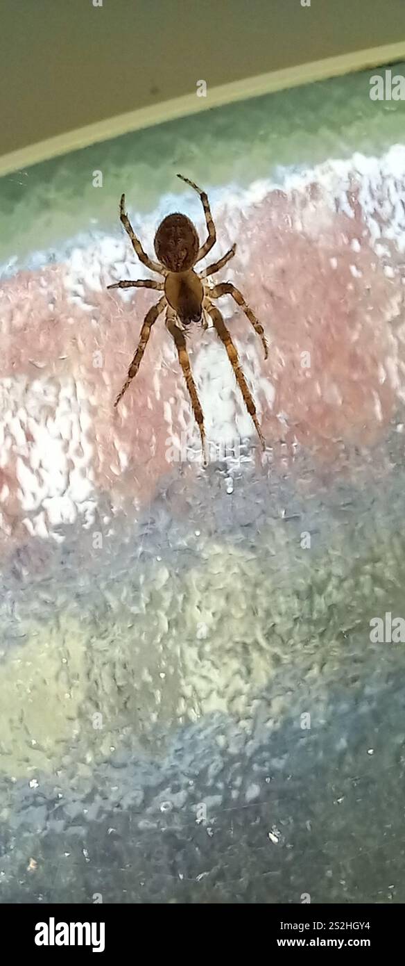 Silver-sided Sector Spider (Zygiella x-notata Stock Photo - Alamy