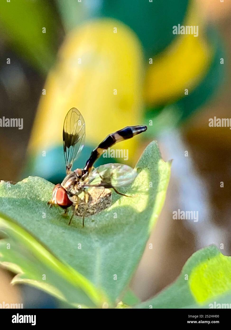 Eastern Band-winged Hover Fly (Hypocritanus fascipennis Stock Photo - Alamy