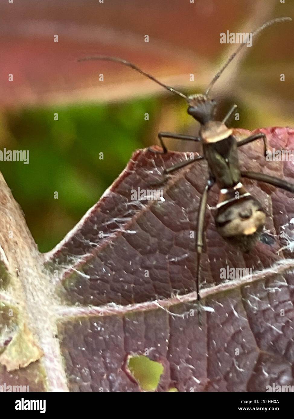 Texas Bow-legged Bug (Hyalymenus tarsatus Stock Photo - Alamy