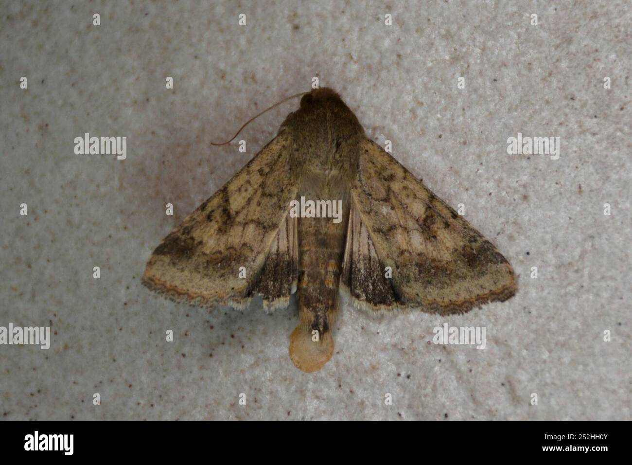 Cotton Bollworm Moth (Helicoverpa armigera Stock Photo - Alamy