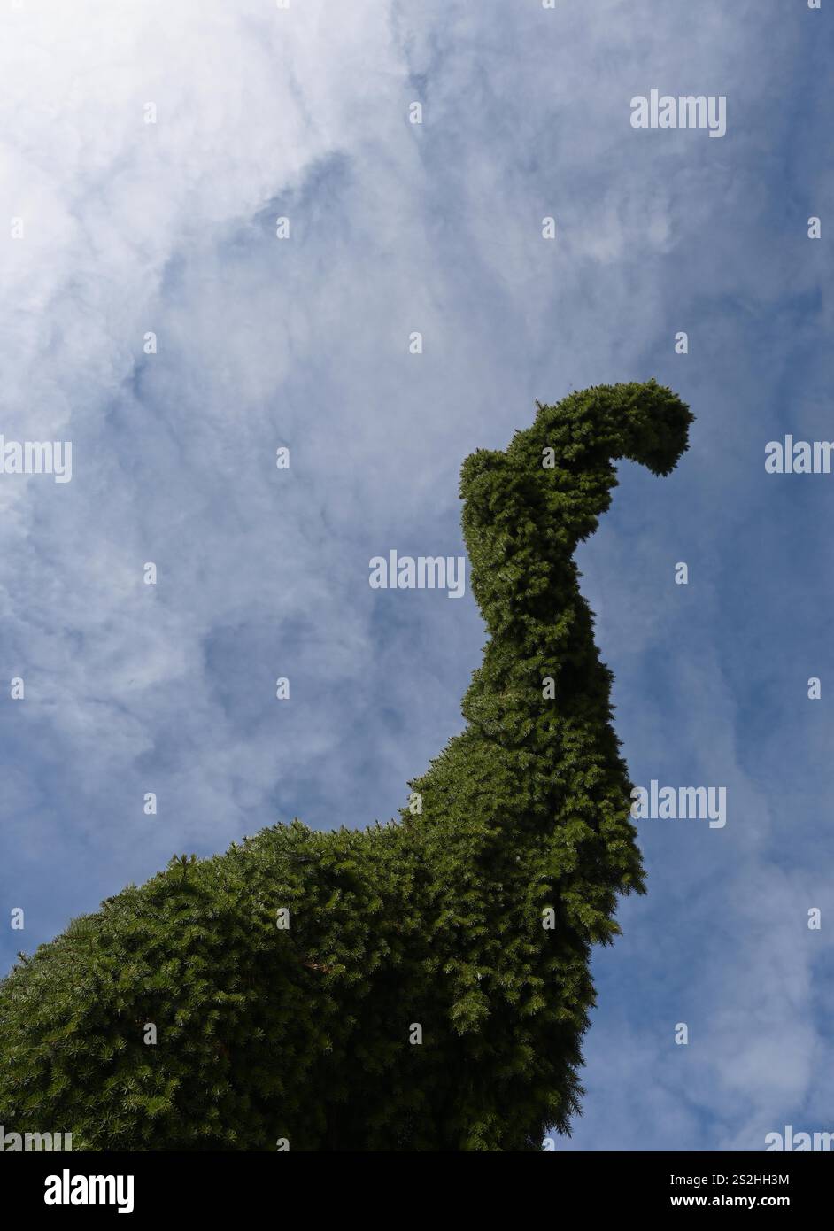 Picea omorika 'Pendula Bruns' serbian spruce Stock Photo - Alamy