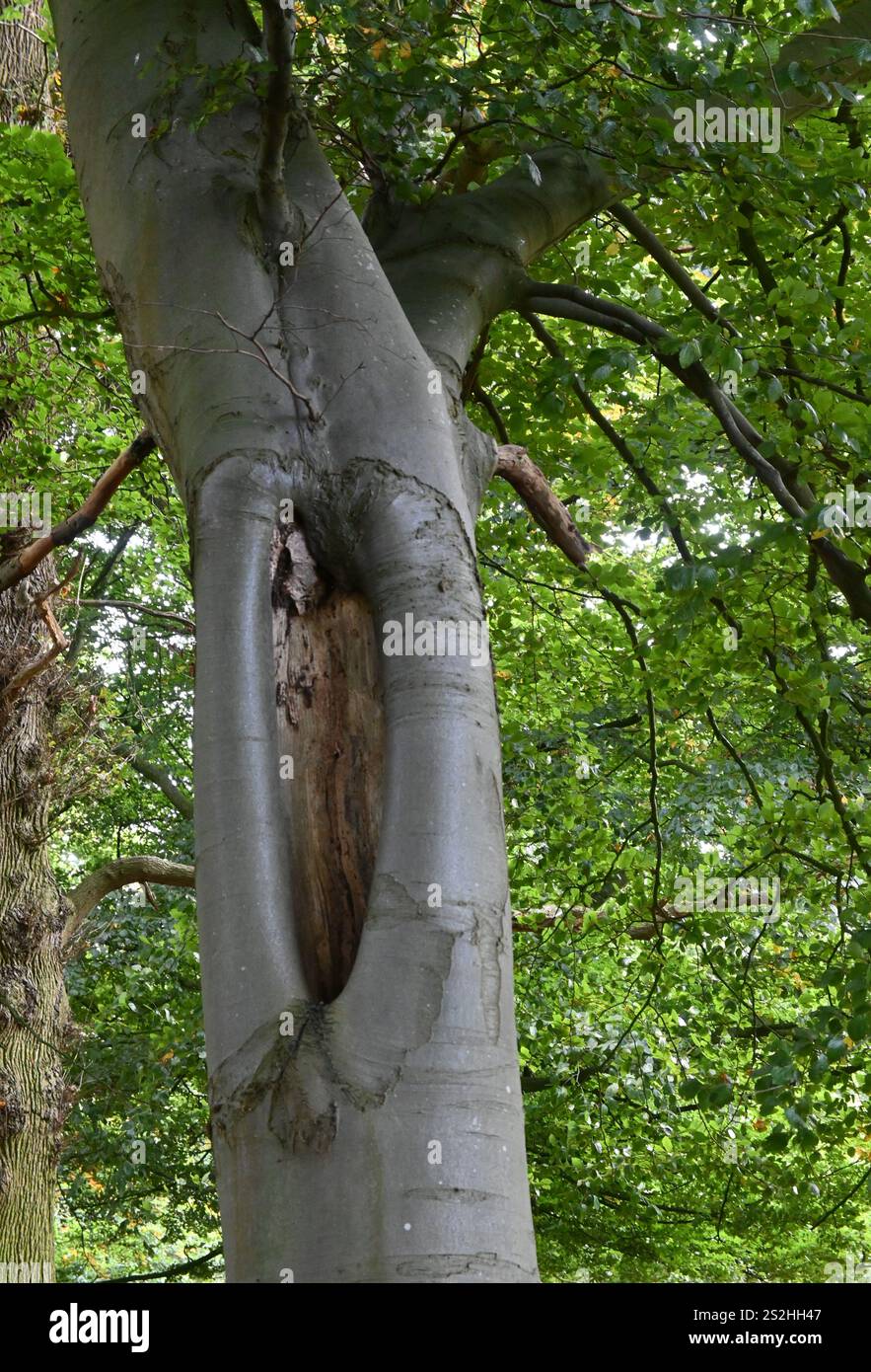 tree with smooth, indented bark Stock Photo - Alamy