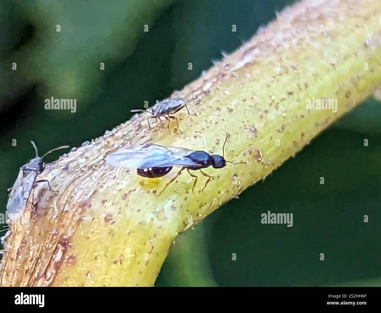 Acorn Ants and Allies (Temnothorax Stock Photo - Alamy