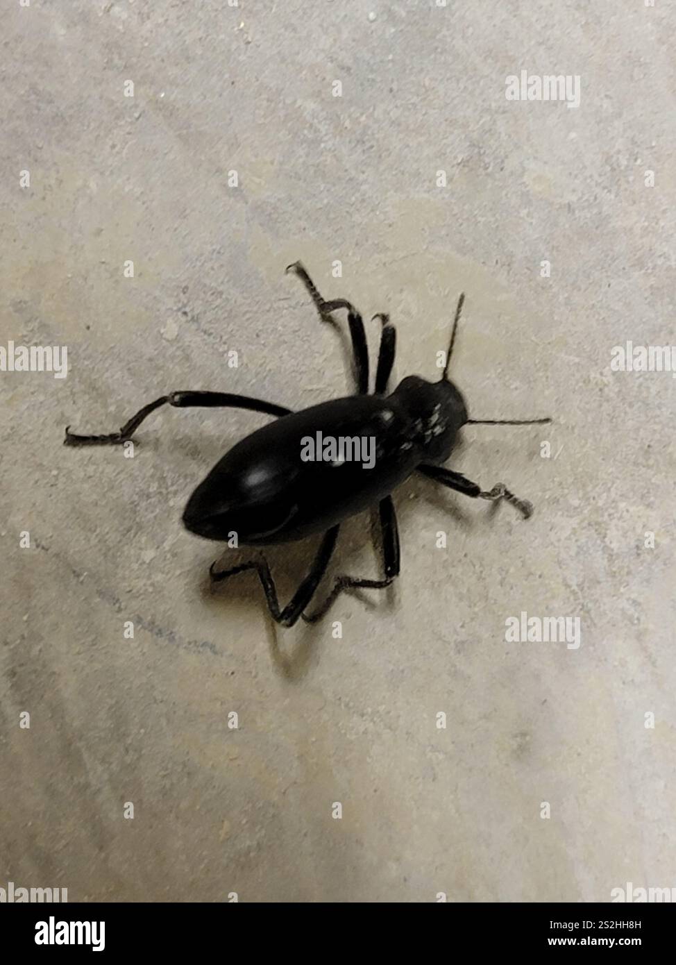 Armored Stink Beetle (Eleodes armata Stock Photo - Alamy