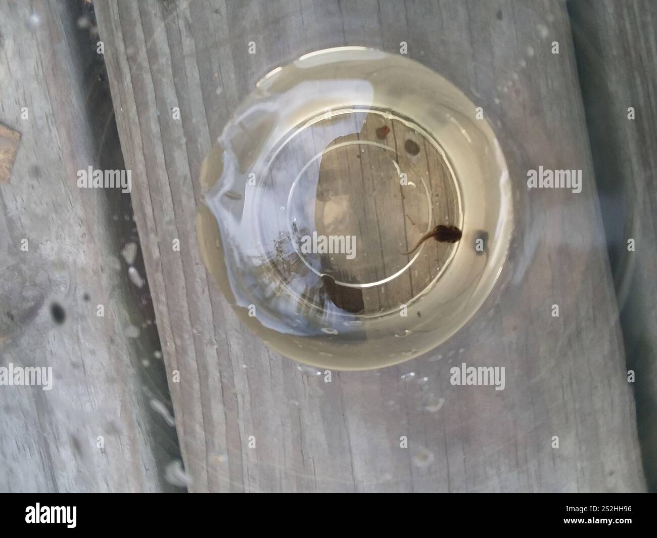 Tree Frogs and Allies (Hylidae Stock Photo - Alamy