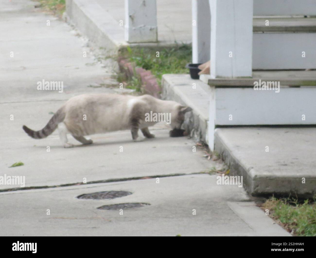 Eastern Mole (Scalopus aquaticus Stock Photo - Alamy