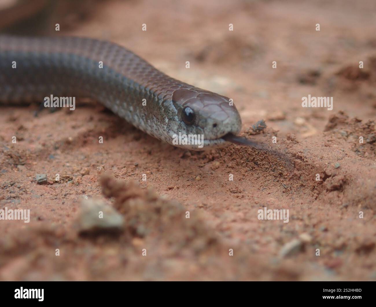 Common Slug-eater (Duberria lutrix Stock Photo - Alamy