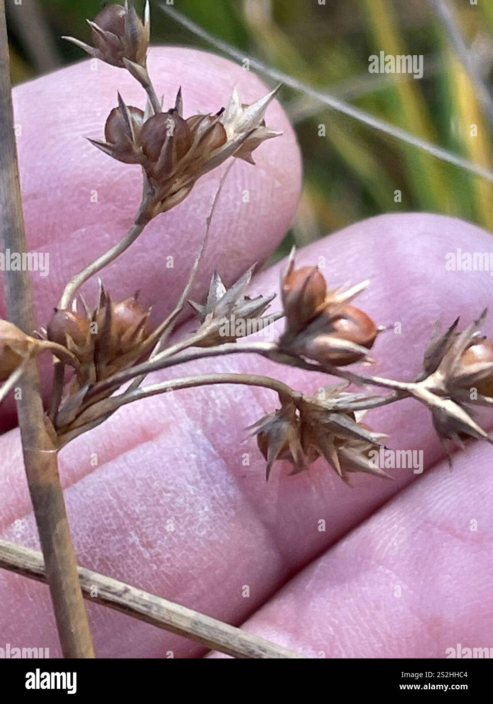 Leathery Rush (Juncus coriaceus Stock Photo - Alamy