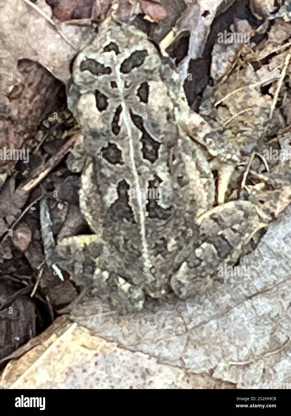 Fowler's Toad (Anaxyrus fowleri Stock Photo - Alamy