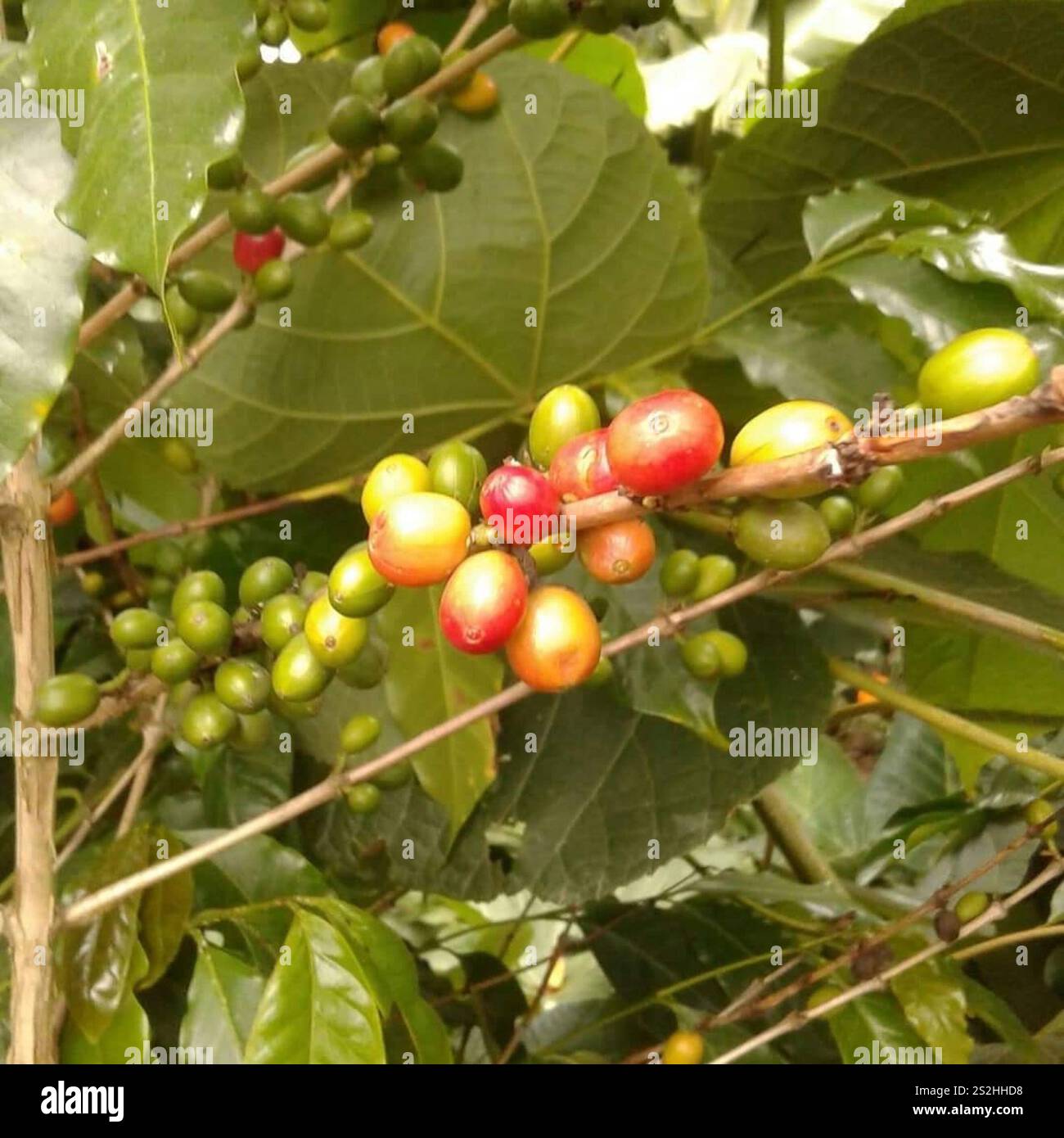 Coffee (Coffea arabica Stock Photo - Alamy