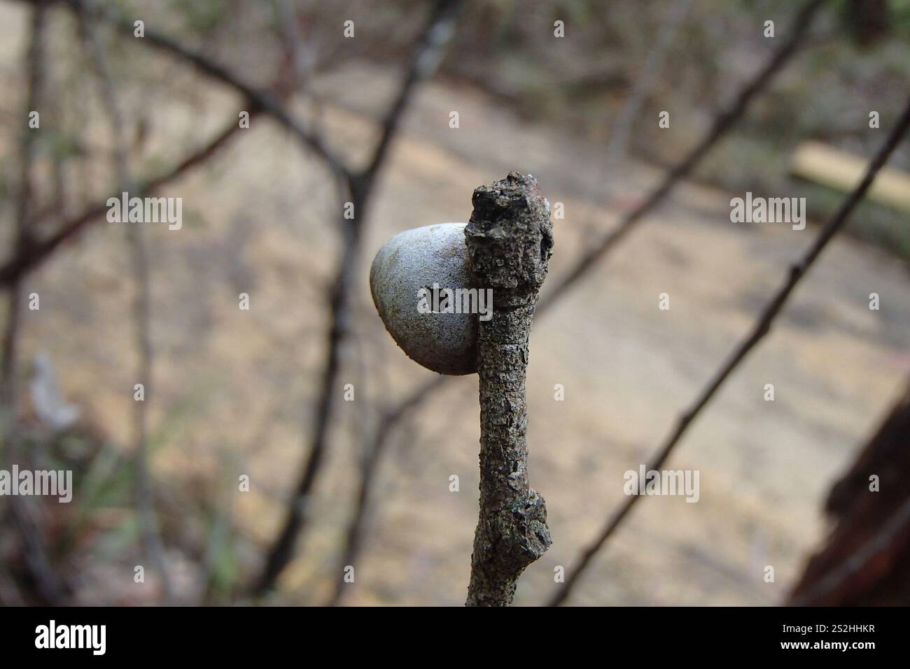 Slug Caterpillar Moths (Limacodidae Stock Photo - Alamy