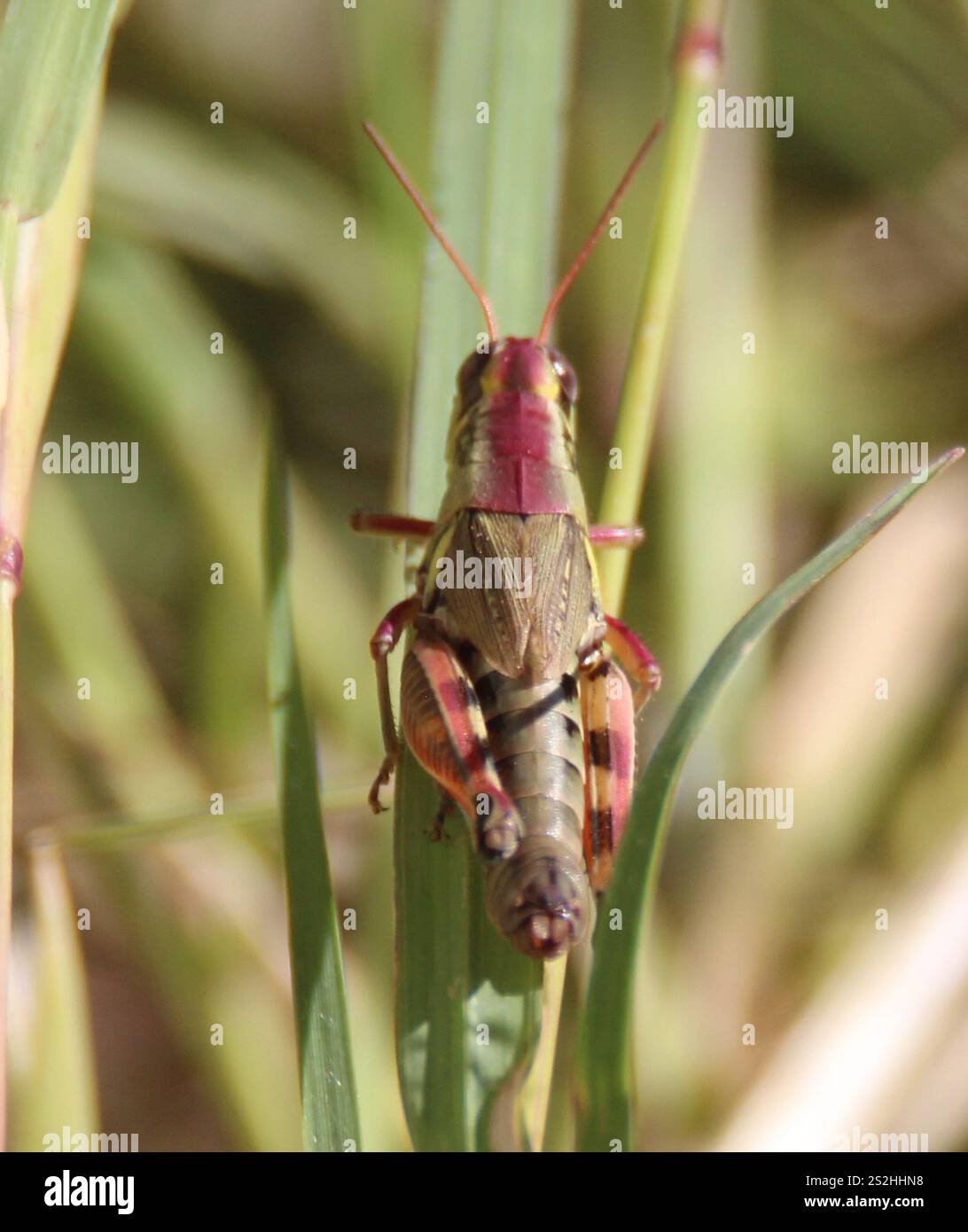 Red-legged Grasshopper (Melanoplus femurrubrum Stock Photo - Alamy