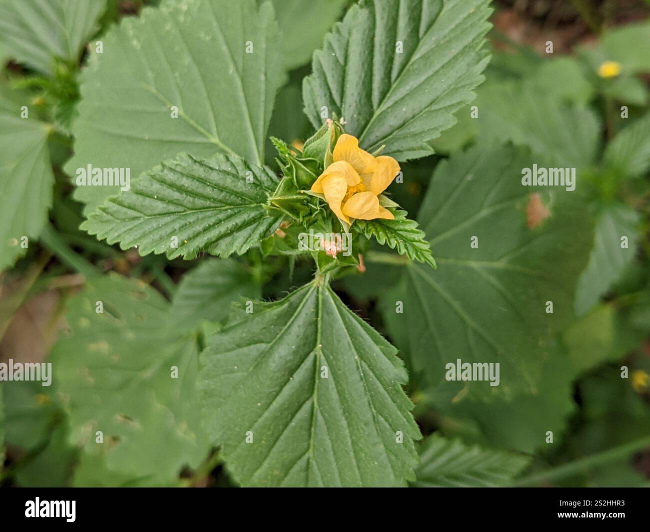 three-lobe false mallow (Malvastrum coromandelianum Stock Photo - Alamy