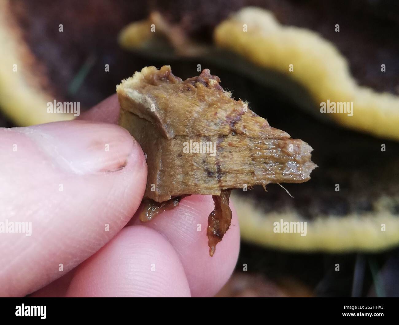 Dyer's Polypore (Phaeolus schweinitzii Stock Photo - Alamy