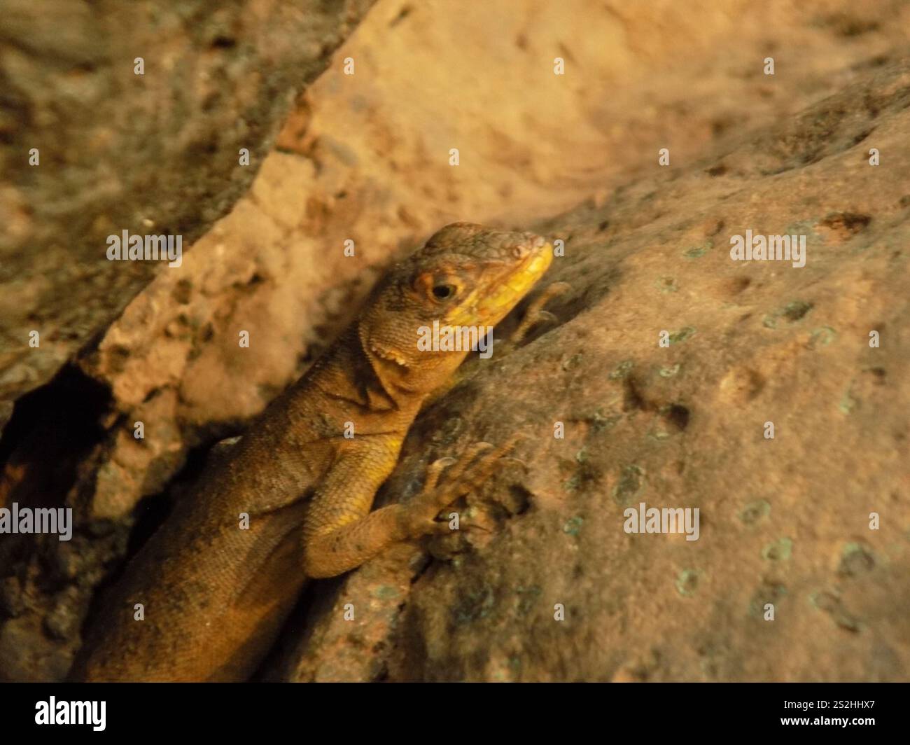 Western Collared Spiny Lizard (Tropidurus catalanensis Stock Photo - Alamy