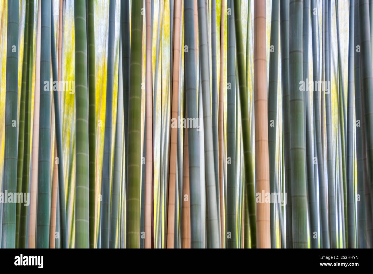 Bamboo trees texture background. Motion blur effect applied Stock Photo ...